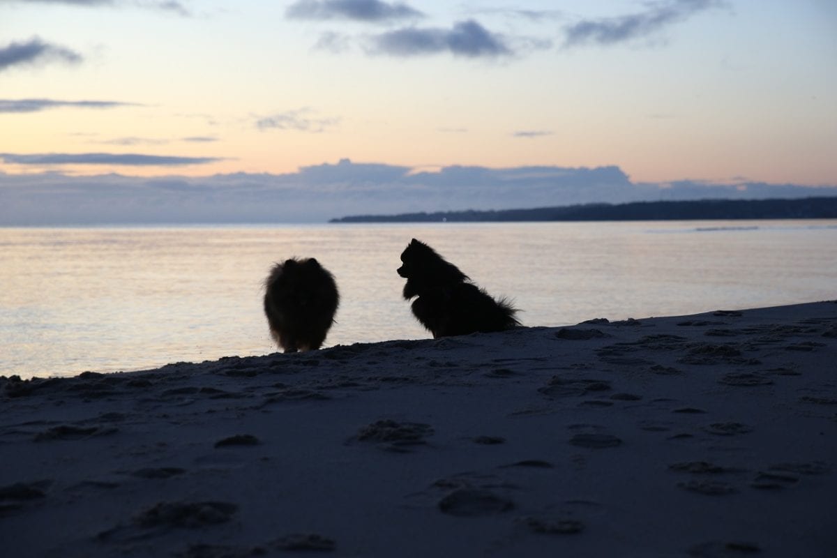 Som små strandloppor i sanden. – Gylleboannika